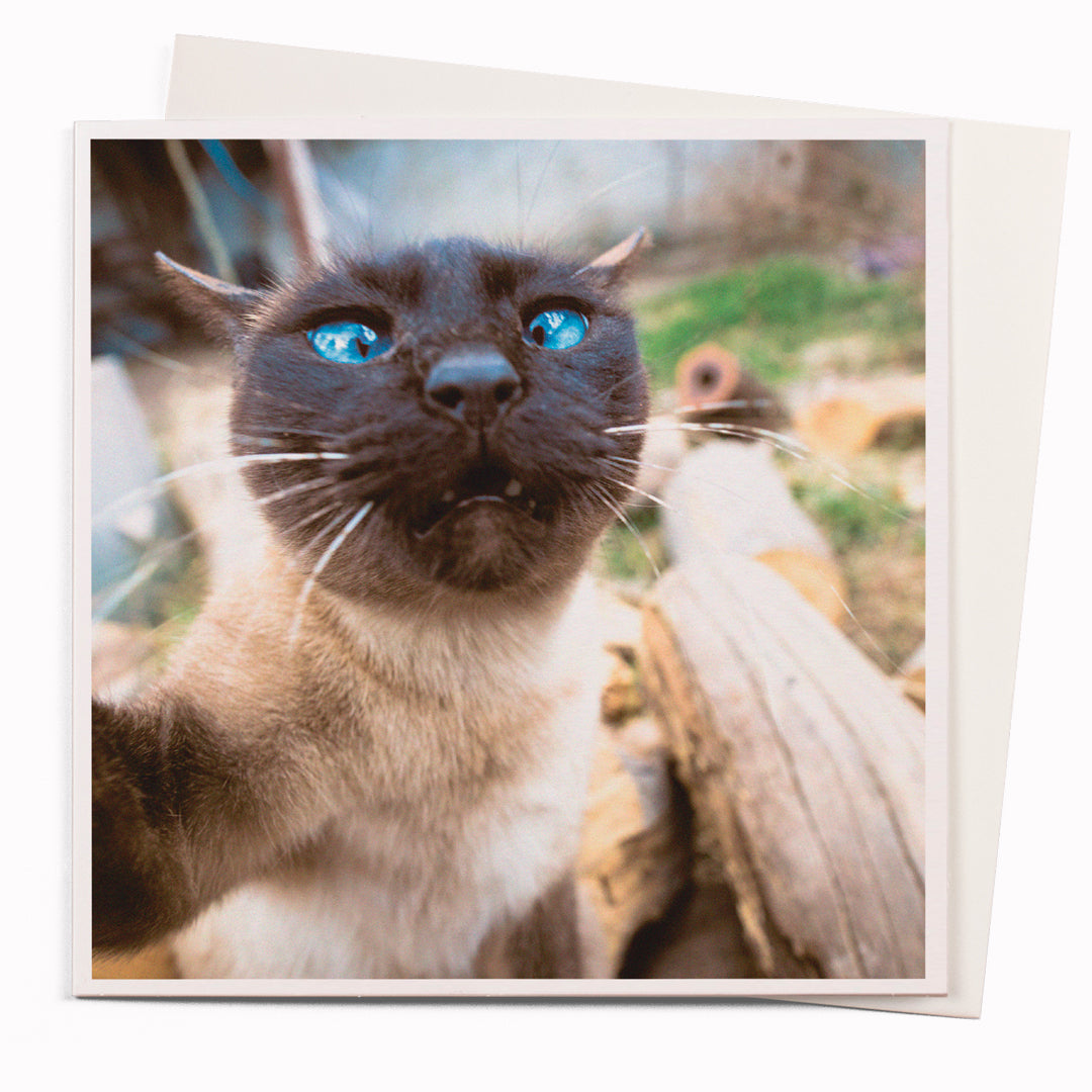 USTUDIO Design Photographic Greeting Card | 1000 Words | Cat Selfie